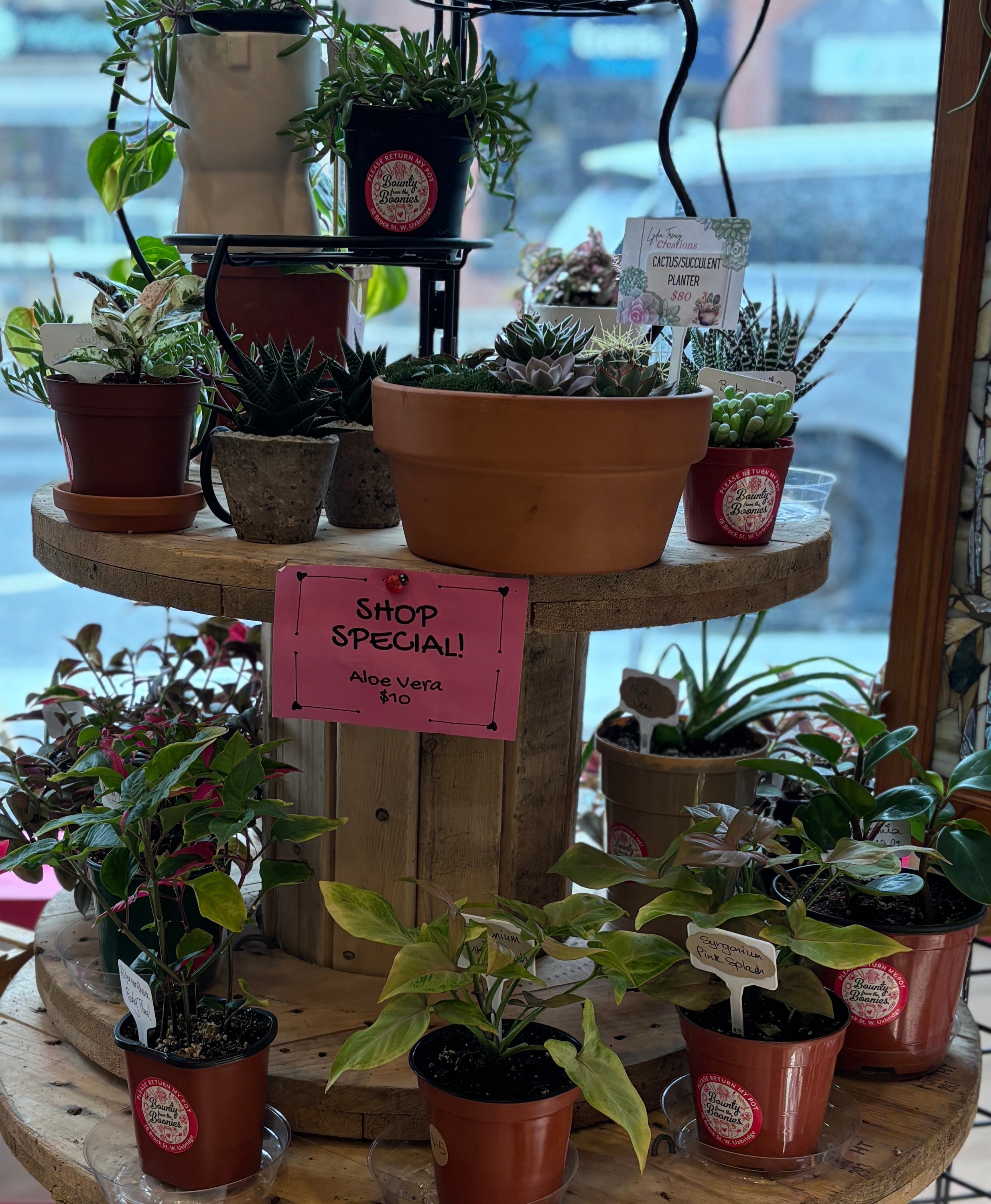 All Indoor Plants – Bounty from the Boonies