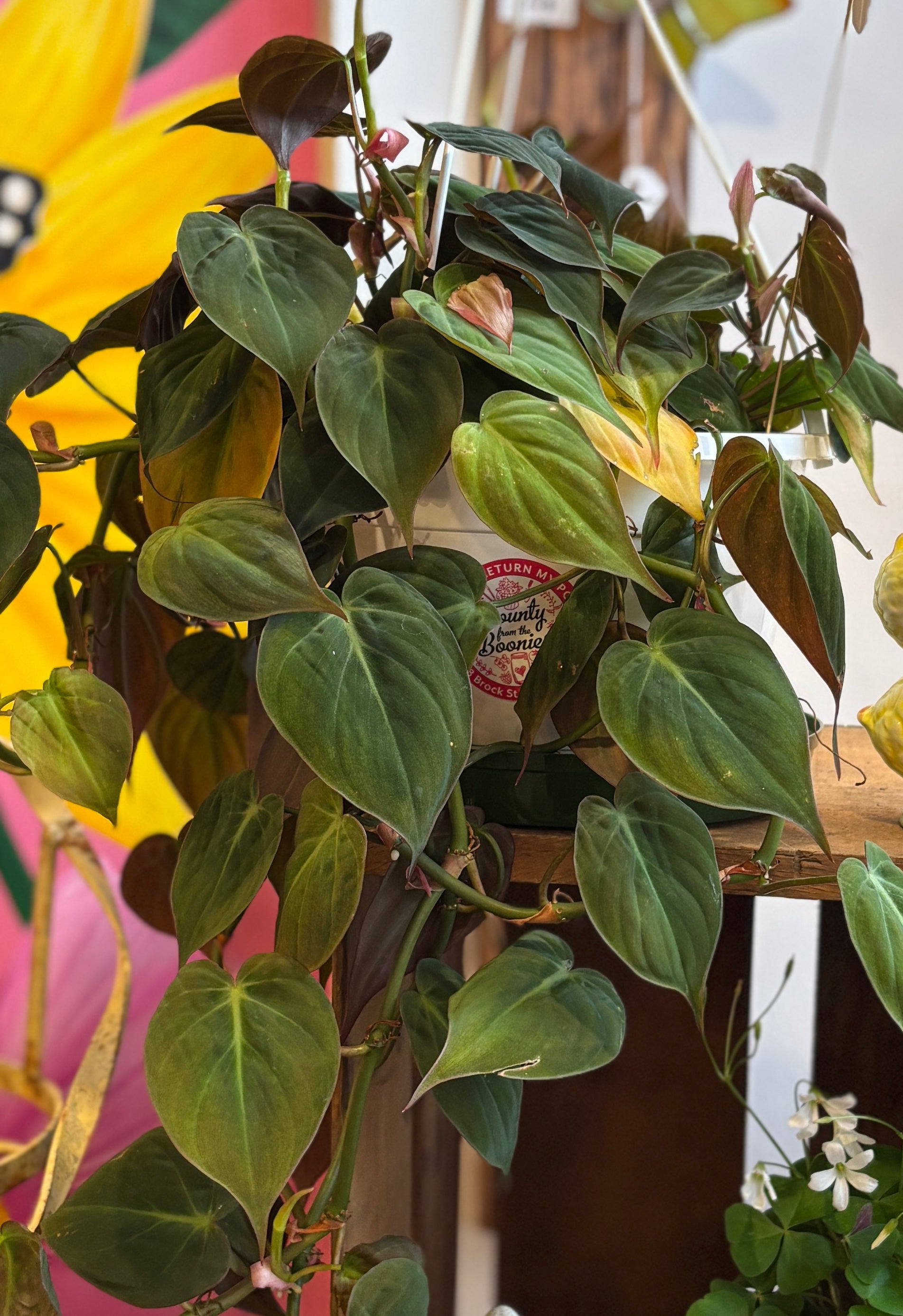 Trailing + Hanging Plants – Bounty from the Boonies