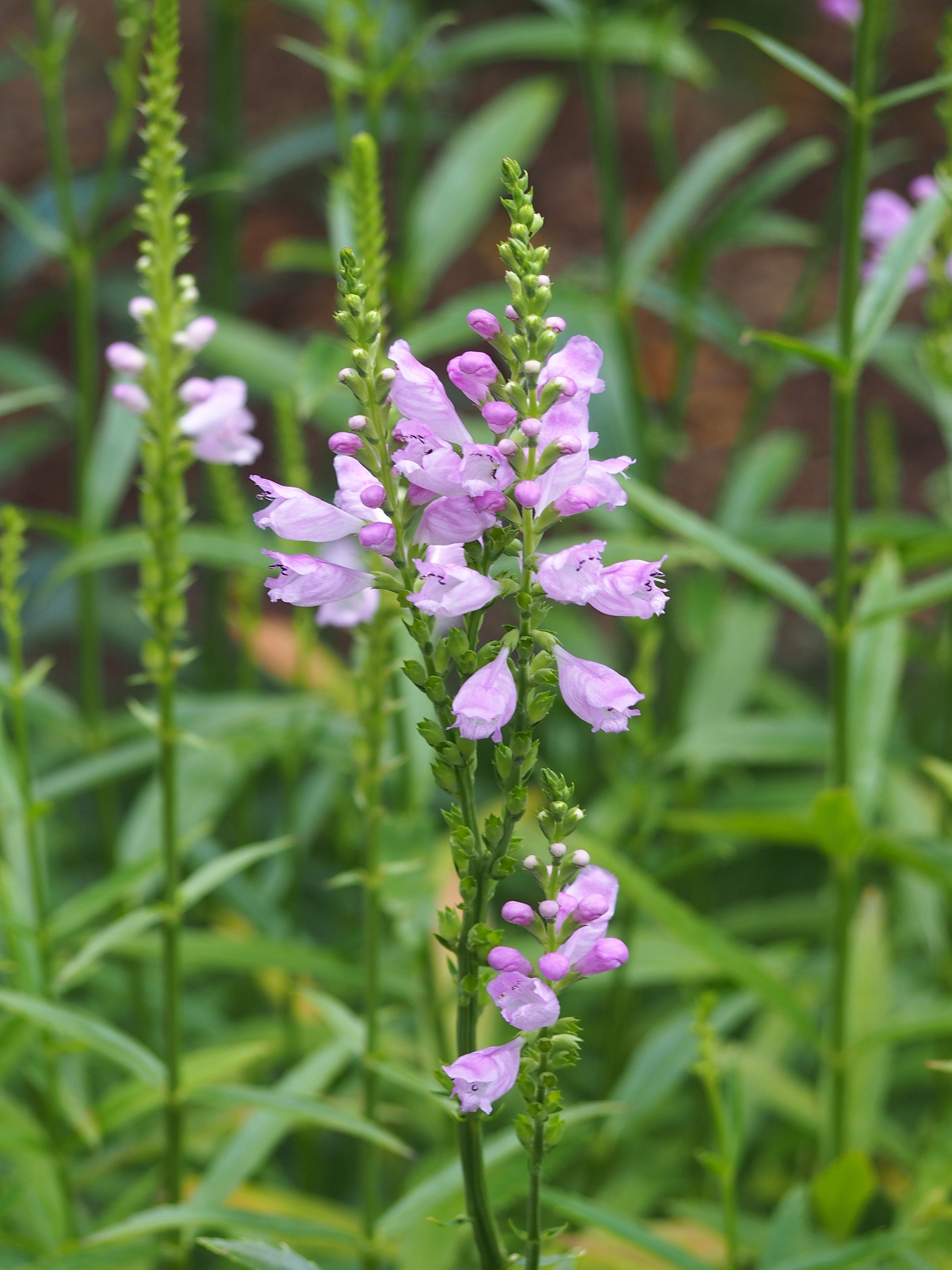 Perennials - Seeds – Bounty from the Boonies