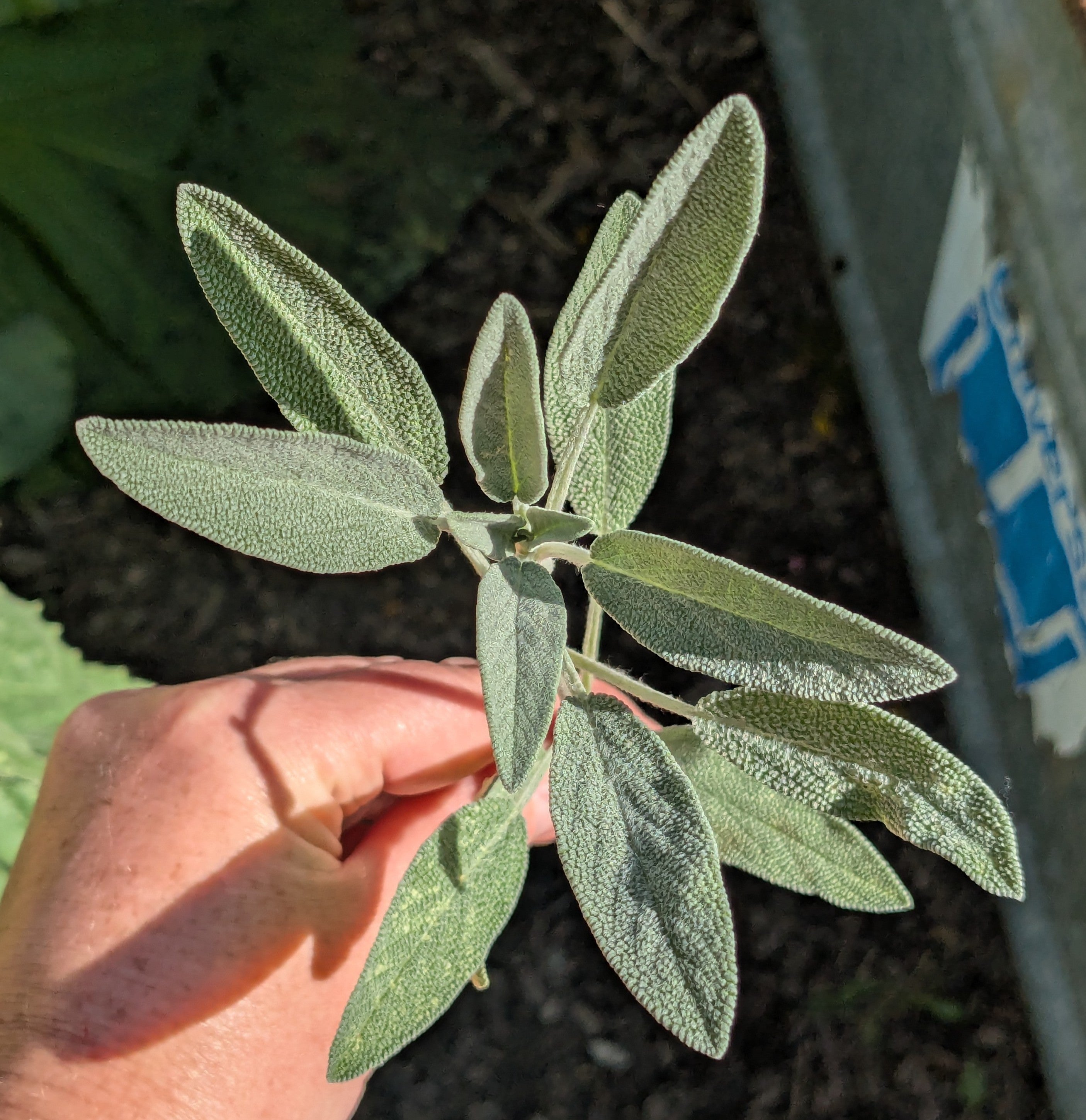 Fresh Sage Bundles – Bounty from the Boonies